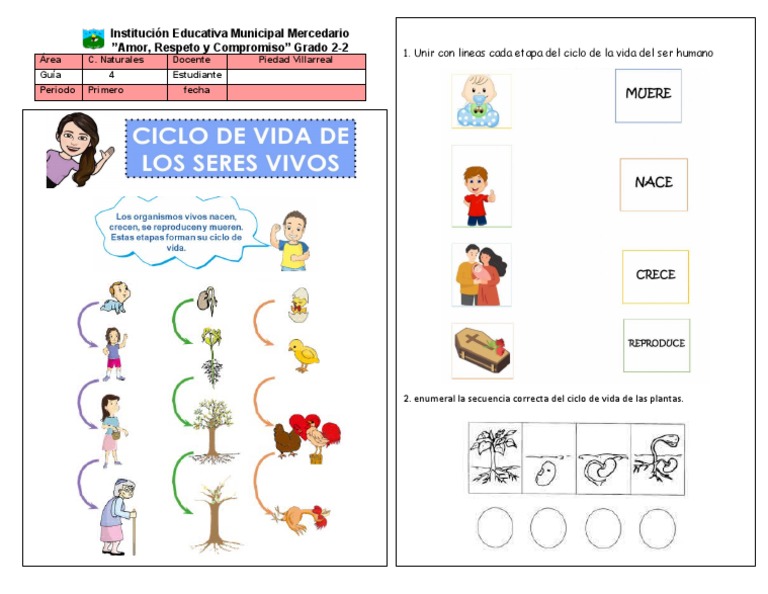 Actividades sobre el ciclo de vida humano | PDF | Ciencia y matemáticas