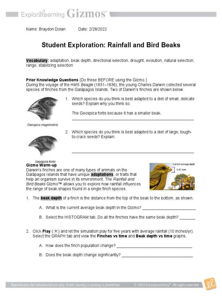 Rainfall Bird Beaks SE | PDF | Biology | Evolution