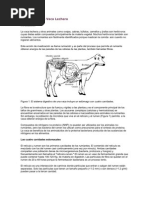 Sistema Digestivo de La Vaca | PDF | Rumiante | Digestión