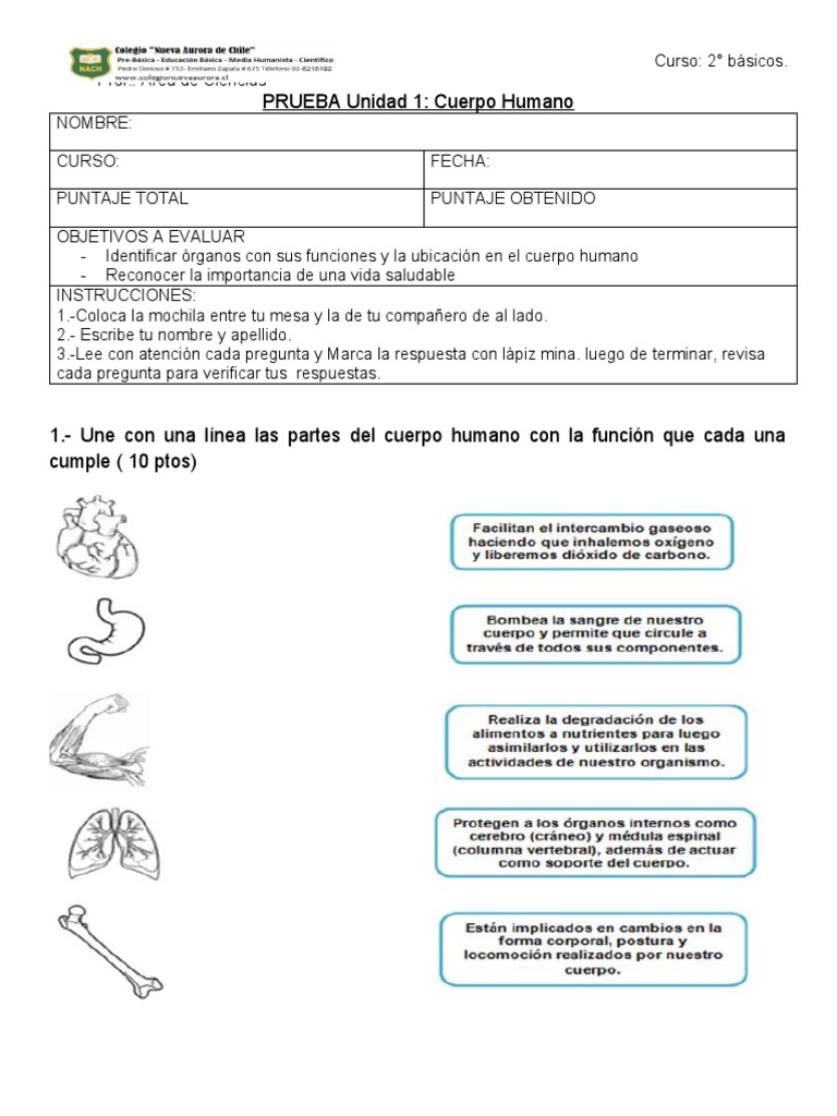 Prueba sobre el Cuerpo Humano 2° Básico | PDF | Músculo esquelético ...