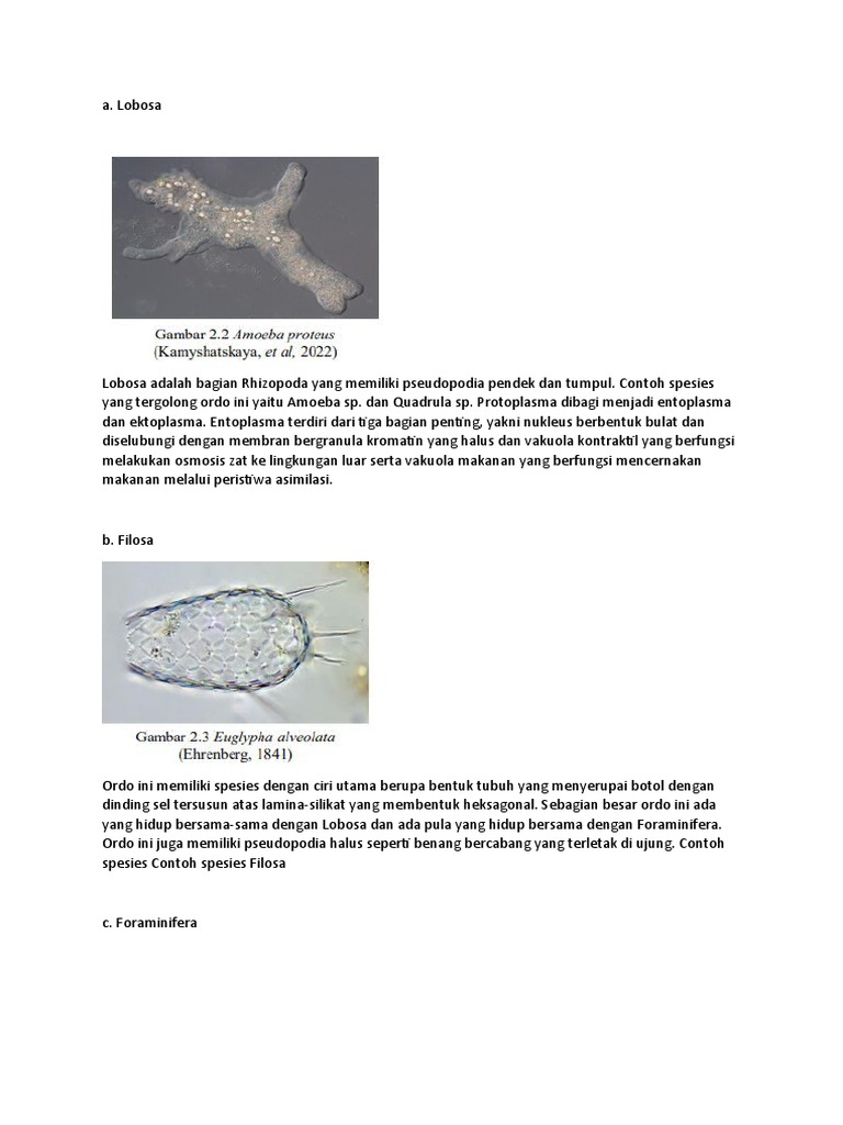 Struktur Protoplasma Lobosa dan Filosa | PDF