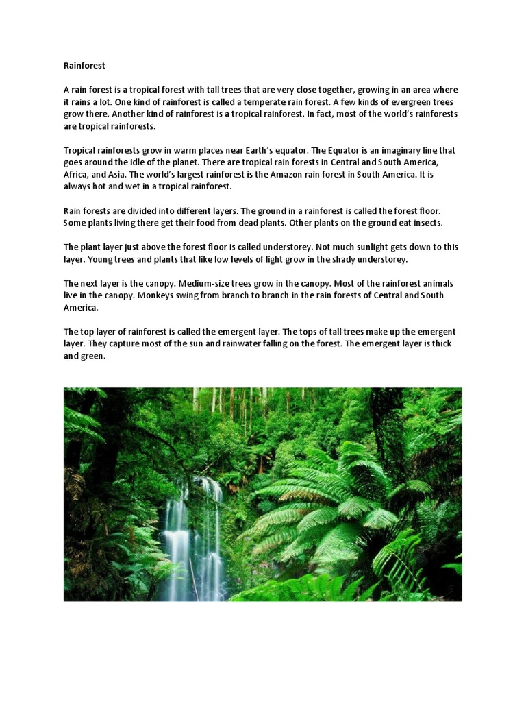 Rainforest | PDF | Rainforest | Forests