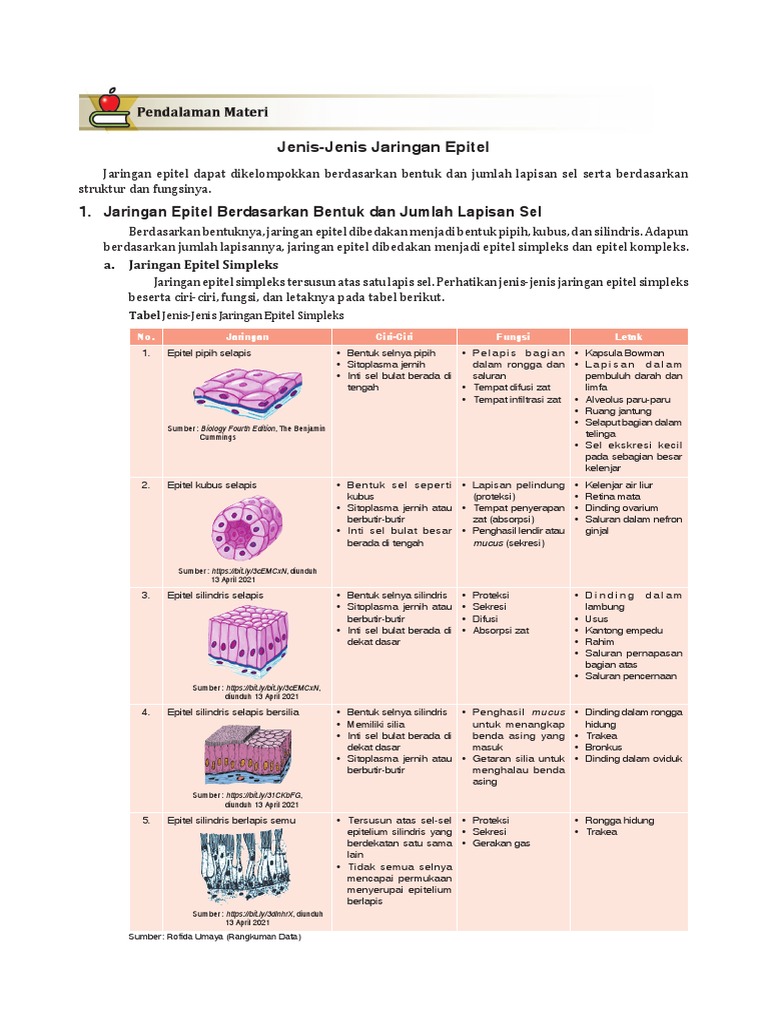 Jenis-Jenis Jaringan Epitel dan Fungsinya | PDF