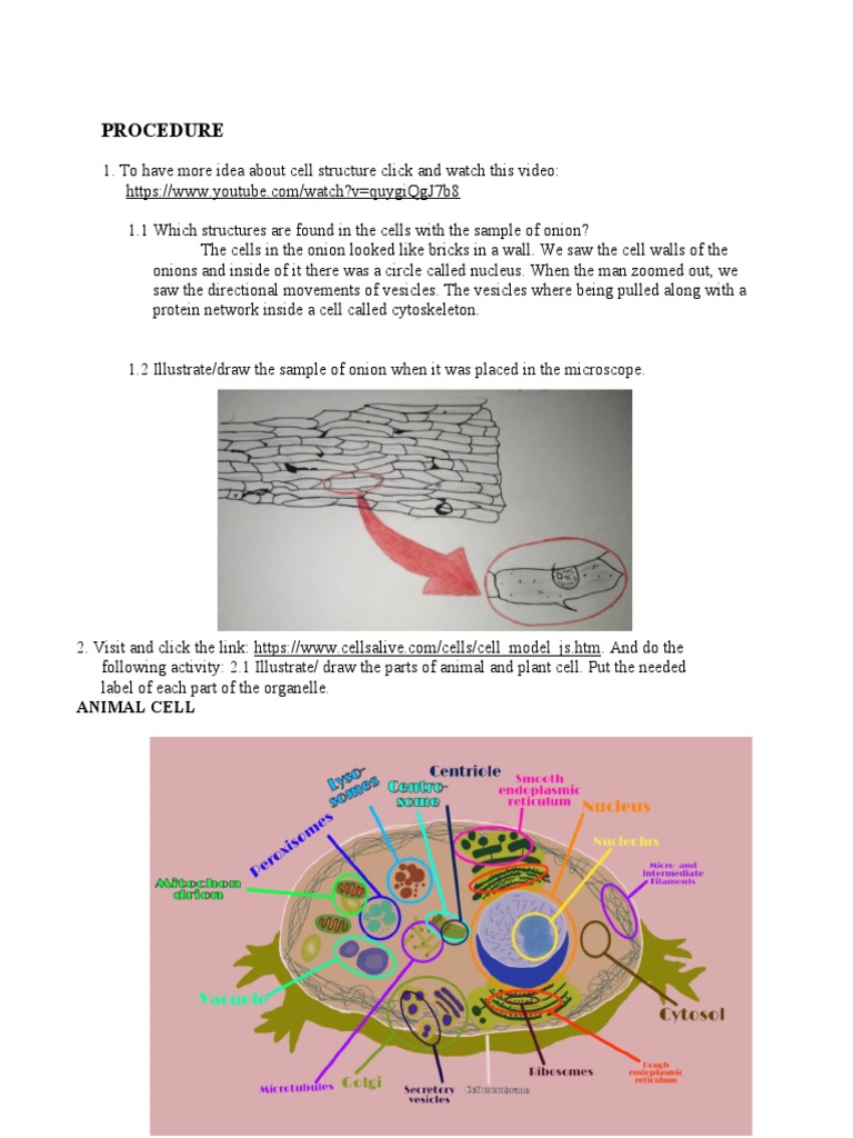Understanding Cell Structure and Organelles | PDF | Cell (Biology ...