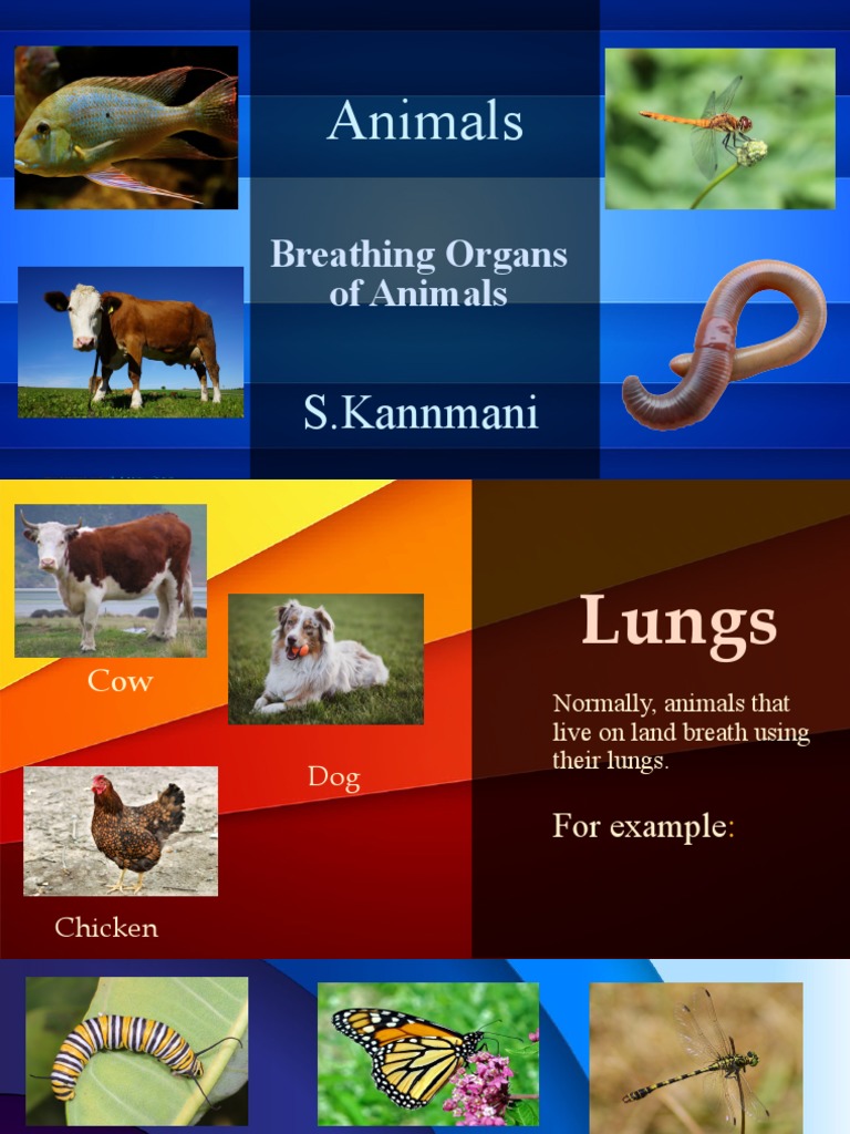 Breathing Organs in Land and Water Animals | PDF