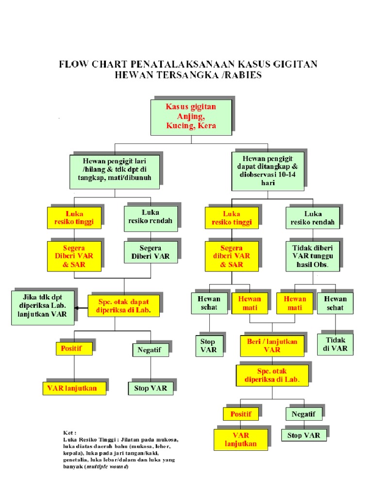 Flowchart Rabies | PDF