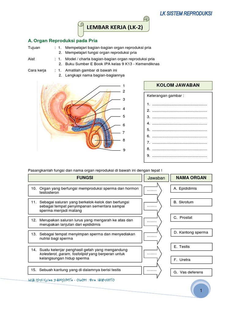 LK2 Sistem Reproduksi | PDF