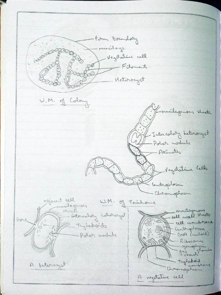 Microbiology Practical File - Compressed | PDF