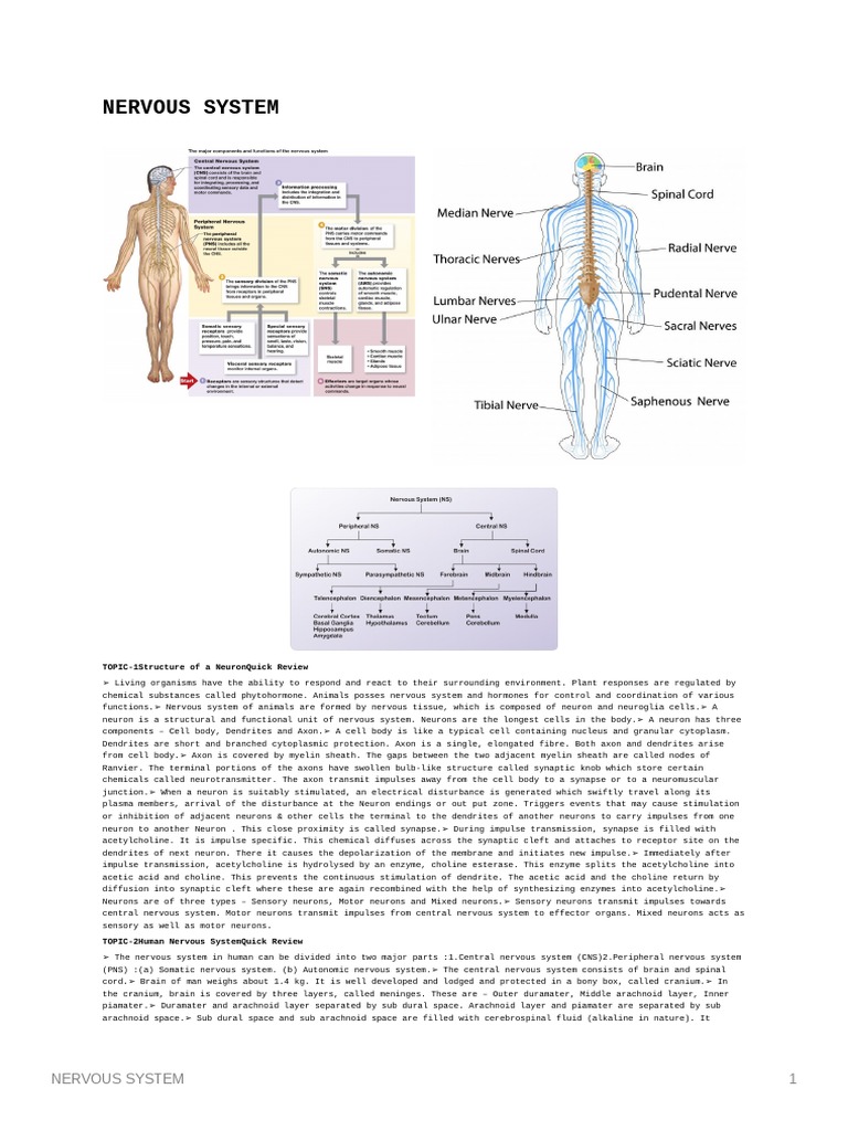 Nervous System | PDF | Nervous System | Central Nervous System