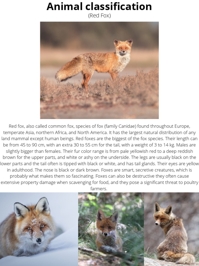 Animal Classification | PDF | Fox | Stimulus (Physiology)