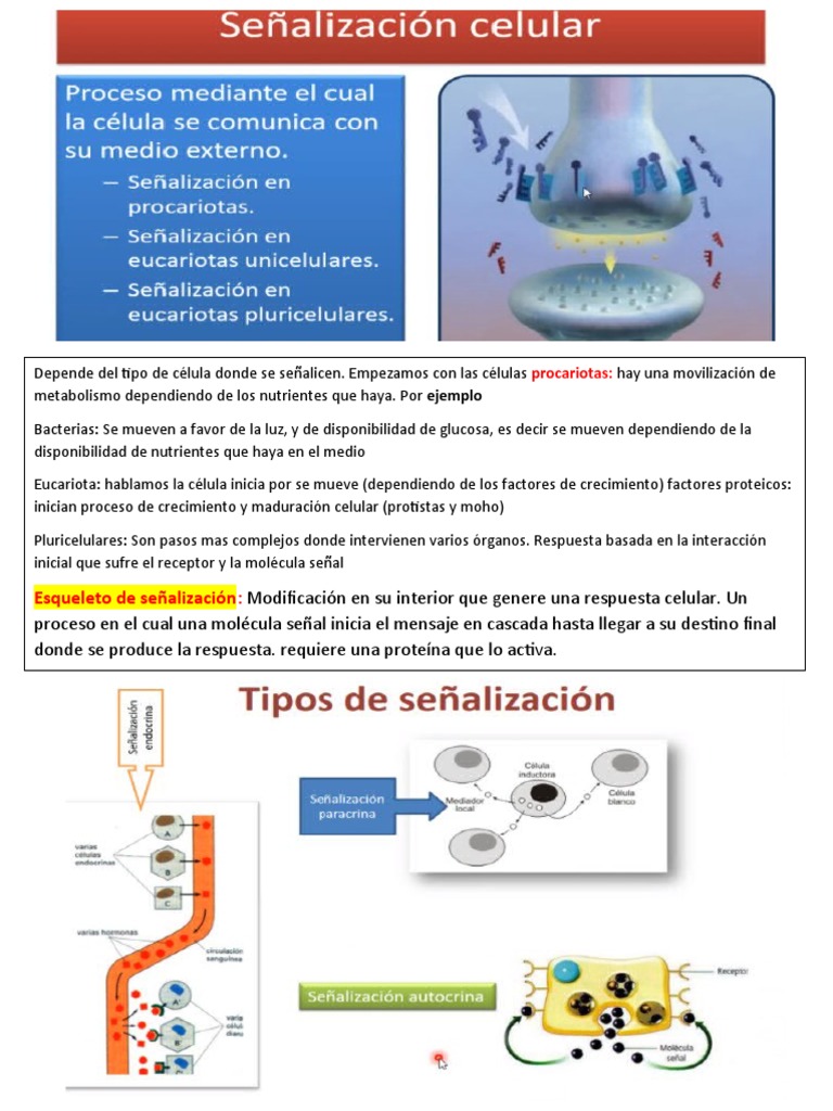 SEÑALIZACION Autocrina | PDF | Receptor (Bioquímica) | Transducción de ...