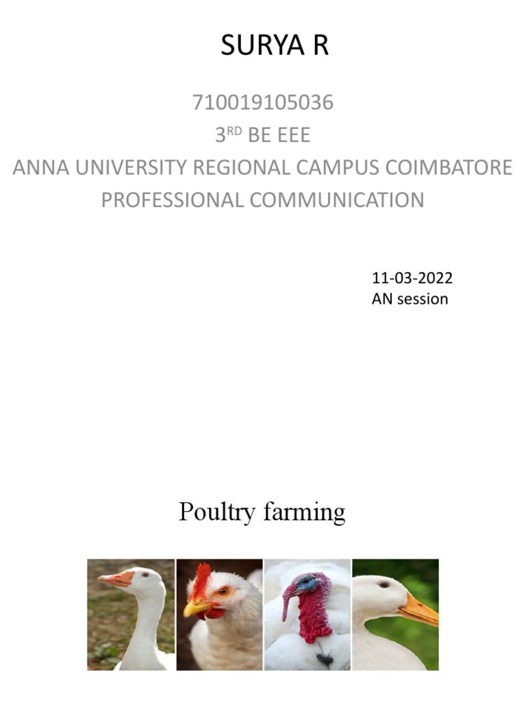 Cattle Farming | PDF | Chicken | Poultry Farming