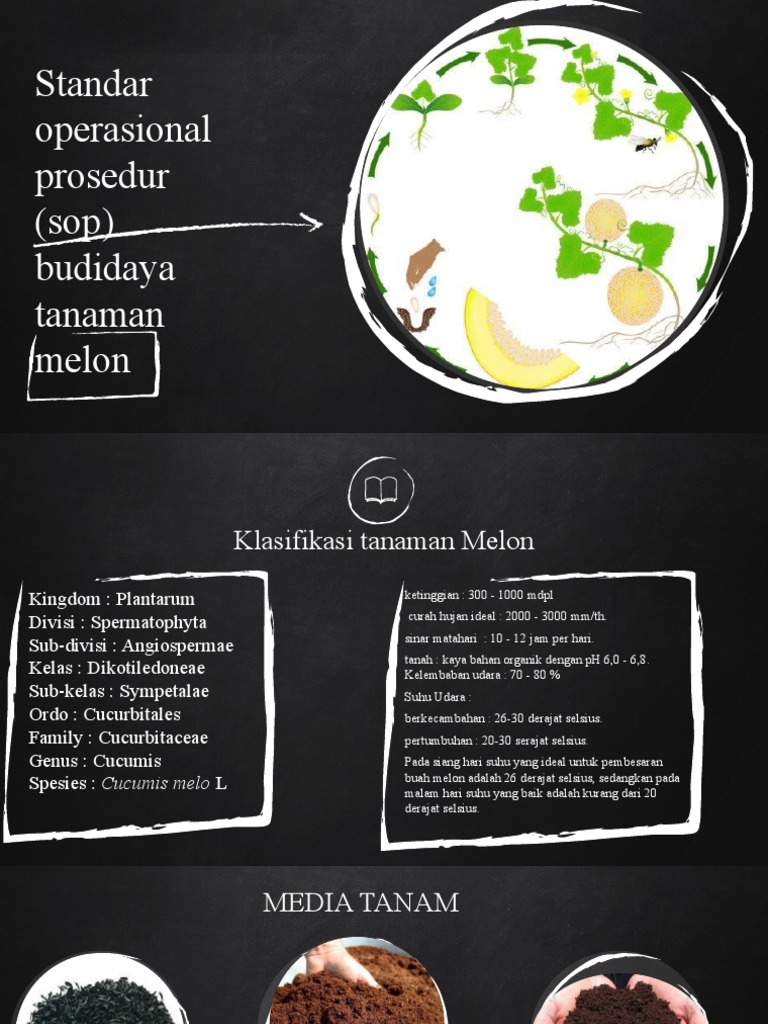 Sop Budidaya Melon Sistem Fertigasi Rev.1 | PDF