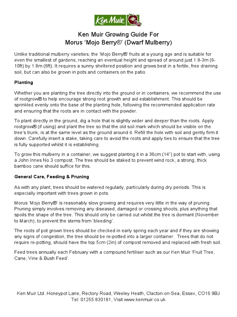 Dwarf Mulberry Mojo Berry | PDF | Trees | Pruning