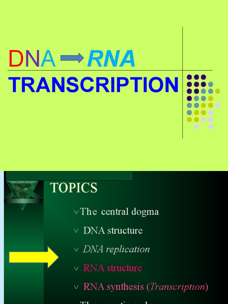 Transcription and Translation | PDF | Translation (Biology) | Rna