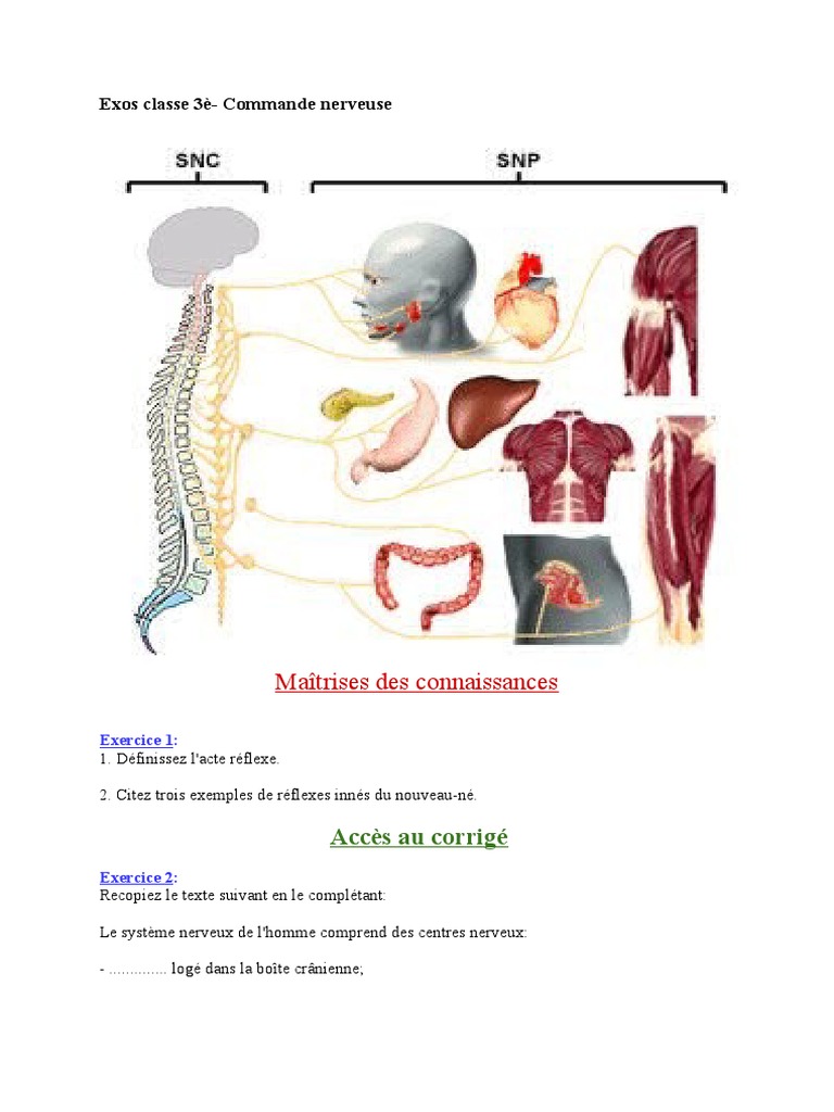 Exercices sur le Système Nerveux 3ème | PDF | Système nerveux central ...