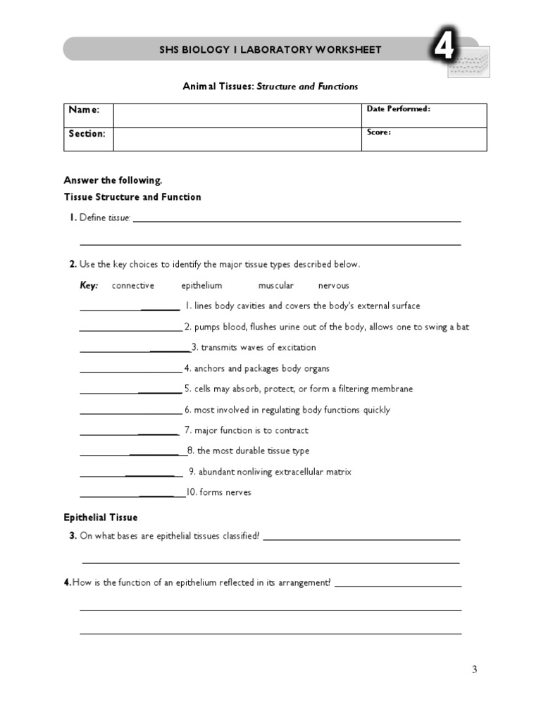 Animal Tissues Worksheet | PDF | Epithelium | Anatomy