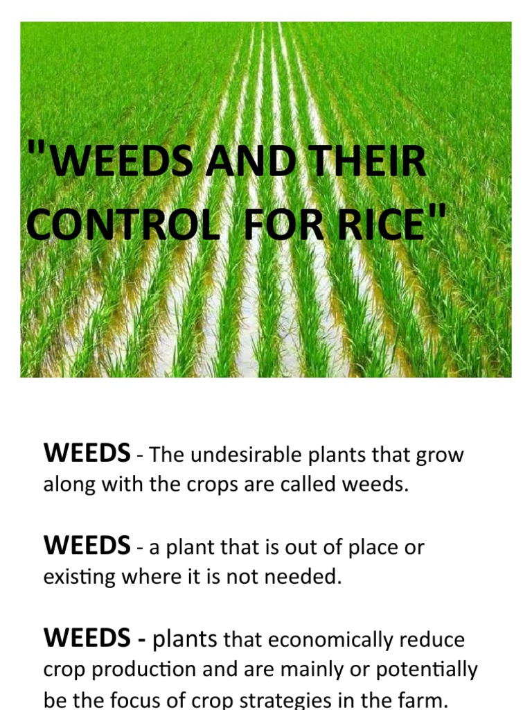 Rice Weeds and Their Control | PDF | Herbicide | Weed