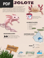 Ciclo de Vida del Ajolote | PDF