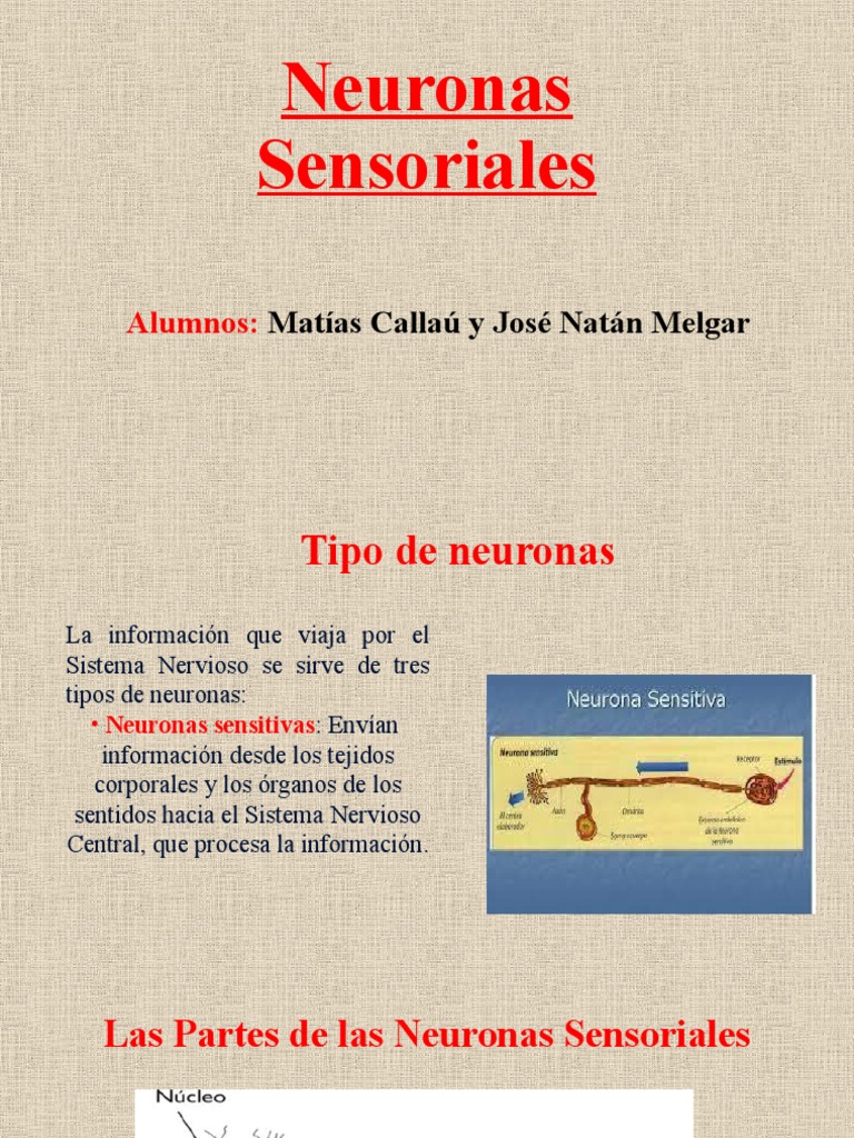 Neuronas Sensoriales | PDF