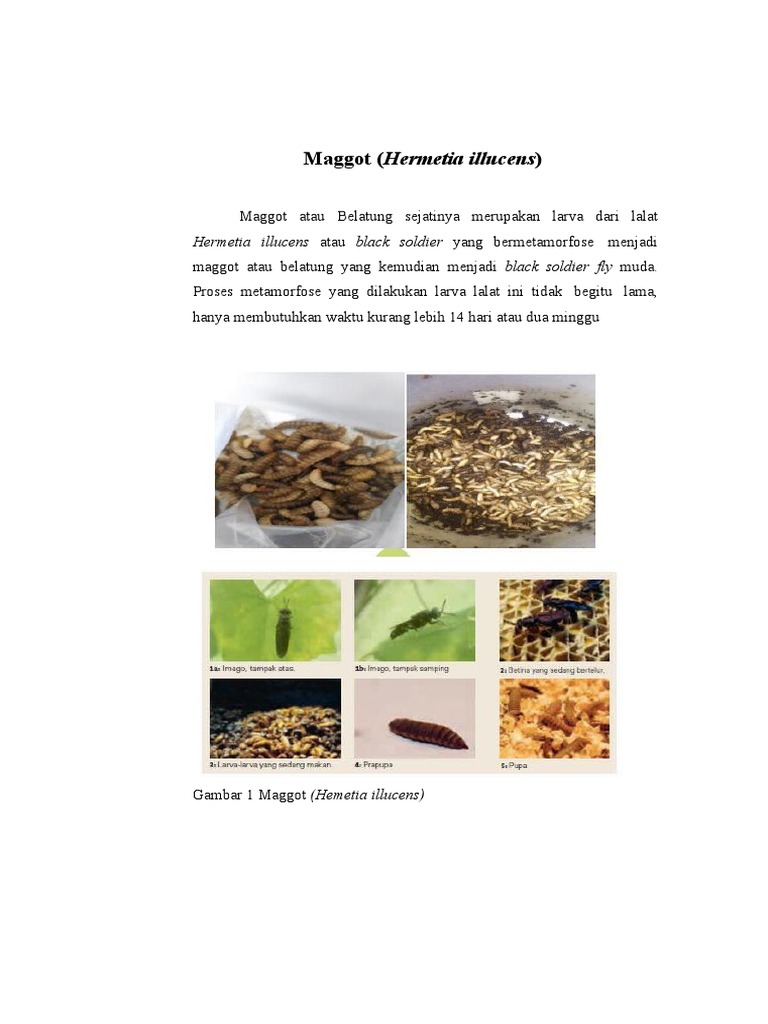 Pengenalan Maggot | PDF