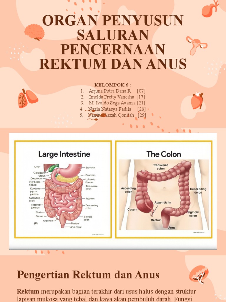 Rektum Dan Anus | PDF