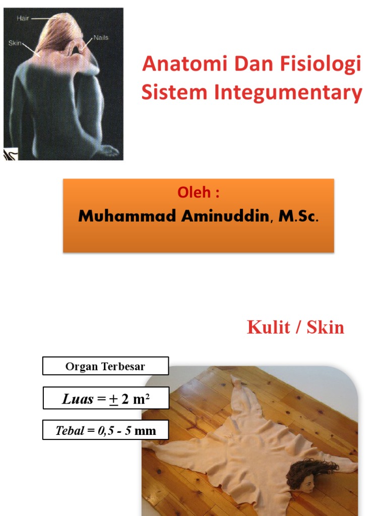 RPP 2 Anfis Sistem Integumen | PDF