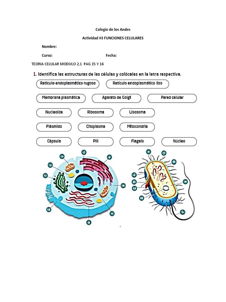 Actividad #3 6° FUNCIONES CELULARES | PDF