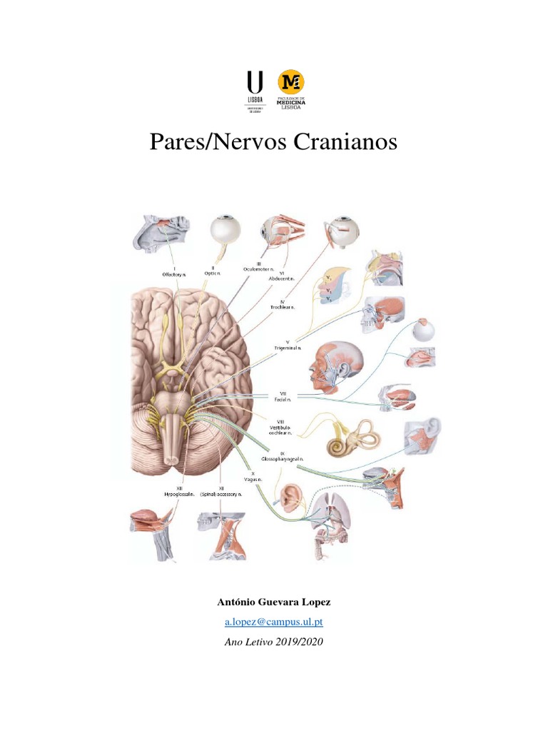 Pares Cranianos | PDF | Nervo | Anatomia humana