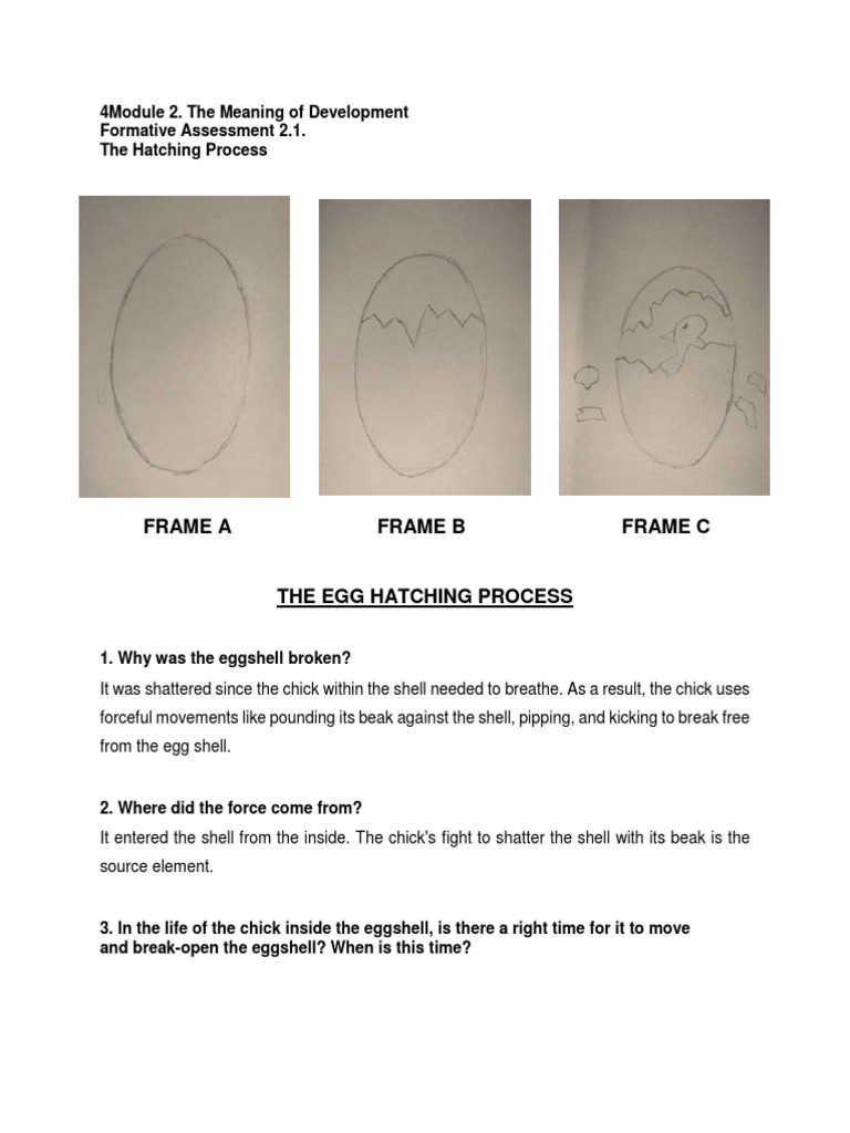 The Egg Hatching Process | PDF | Egg | Birds