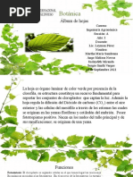 Base Foliar y Estípulas 2 2 | PDF | Hoja | Morfología Vegetal