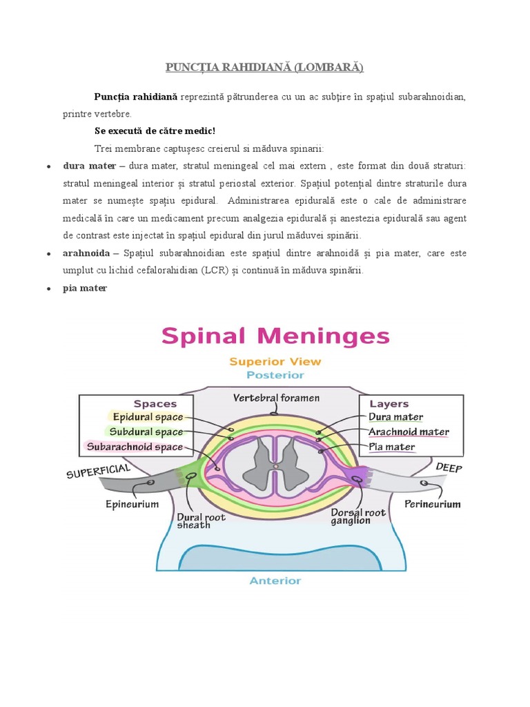 Punctia Rahidiana | PDF