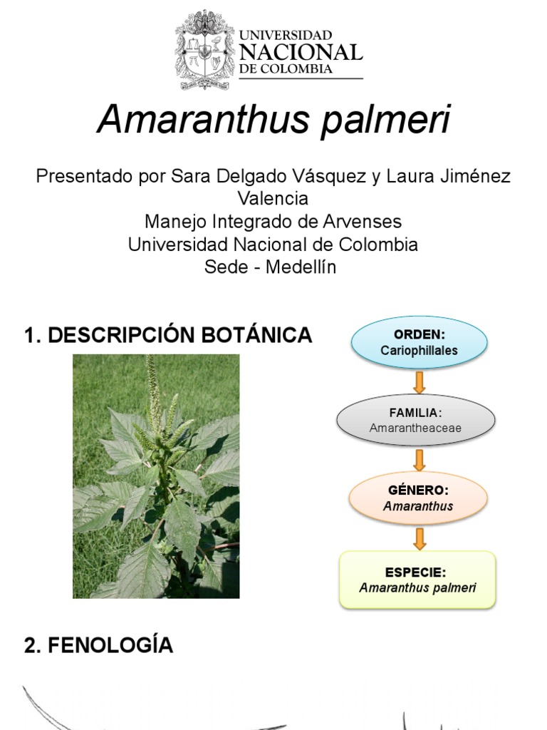 Amaranthus Palmeri-Seminario | PDF | Plantas | Botánica