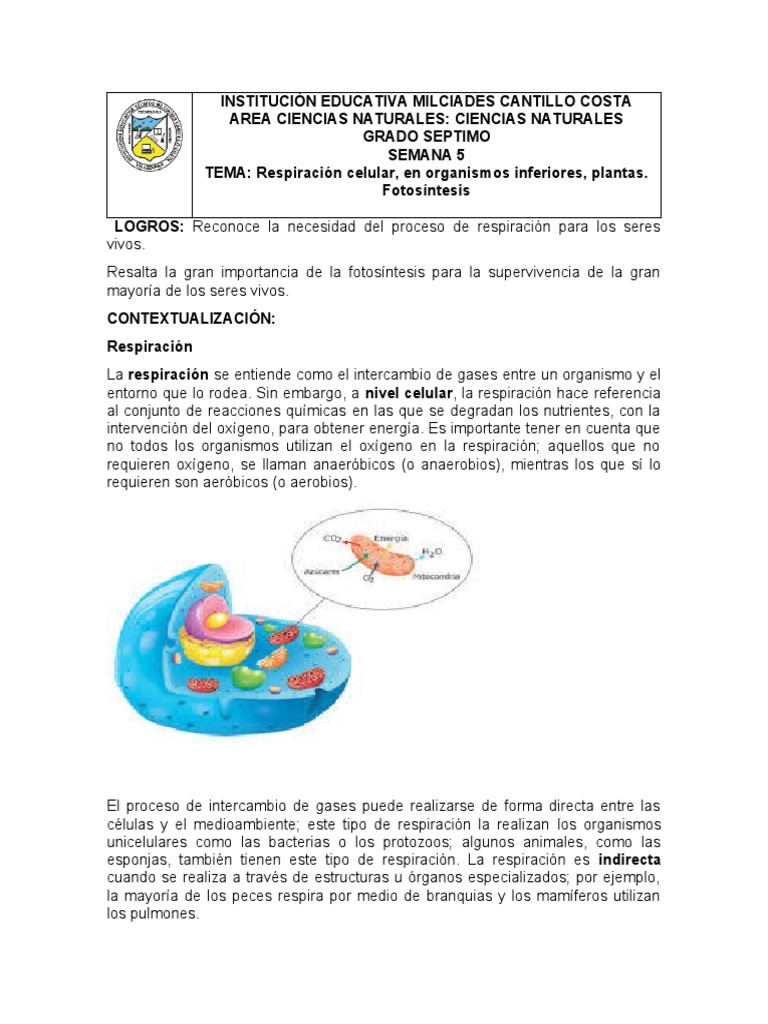 Semana 5 de Ciencias Naturales Grado 7 2021 | PDF | Fotosíntesis ...