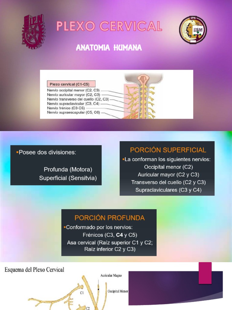 Estructura y Función del Plexo Cervical | PDF | Anatomía | Sistema nervioso