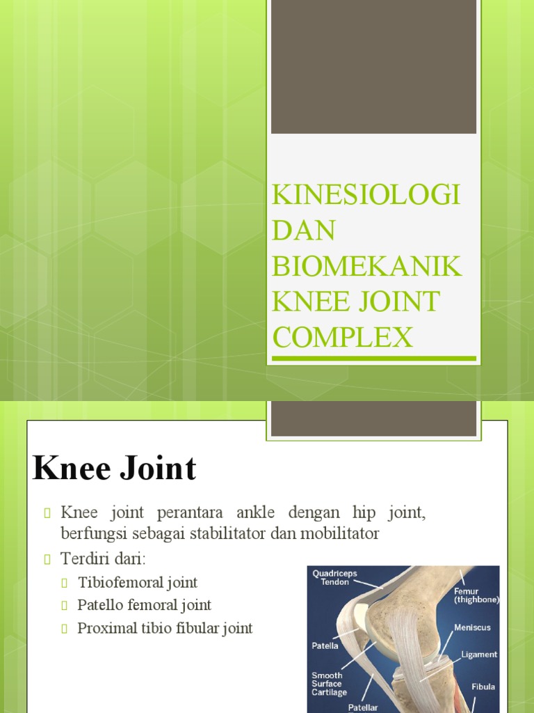 Knee Joint | PDF