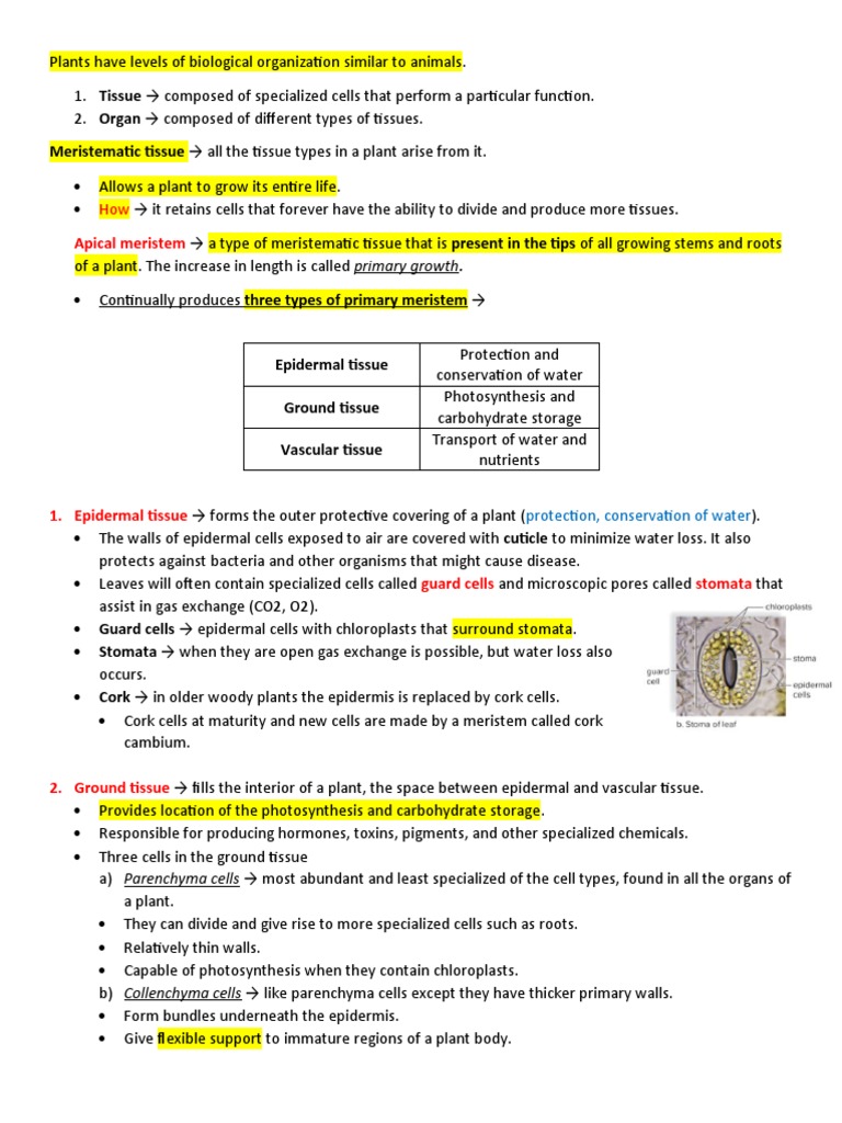 Chapter 9 - Plant Organization and Function - Done | PDF | Plant Stem ...
