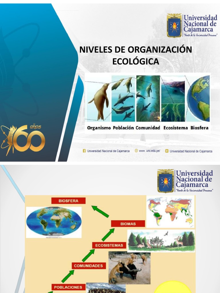 Niveles de Organización Ecológica | PDF | Población | Nicho ecológico