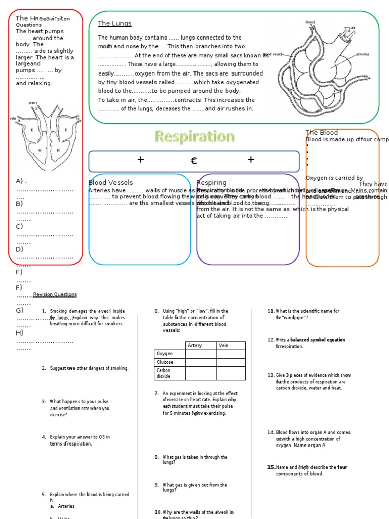 Heart and Respiratory System Overview | PDF | Respiratory System ...