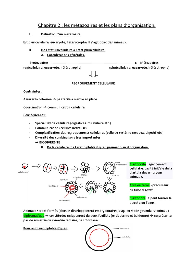 Classification des métazoaires expliquée | PDF | Zoologie | Anatomie