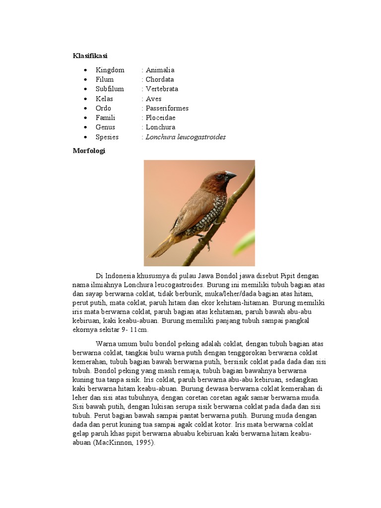 Materi Burung Pipit | PDF