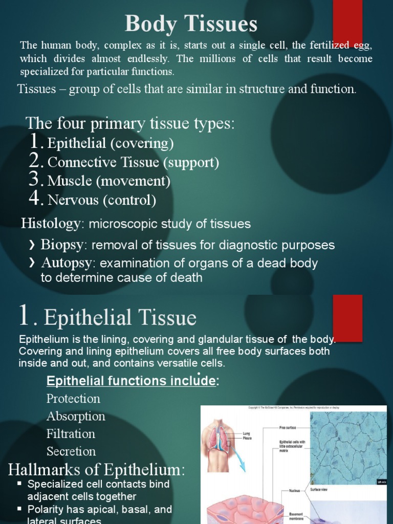 The Four Primary Tissue Types:: Epithelial (Covering) Connective Tissue ...
