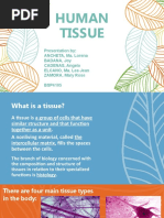 Class 9th Animal Tissue Notes | PDF | Epithelium | Muscle