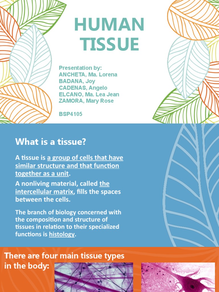 Anatomy and Functions of the Four Main Tissue Types | PDF | Epithelium ...