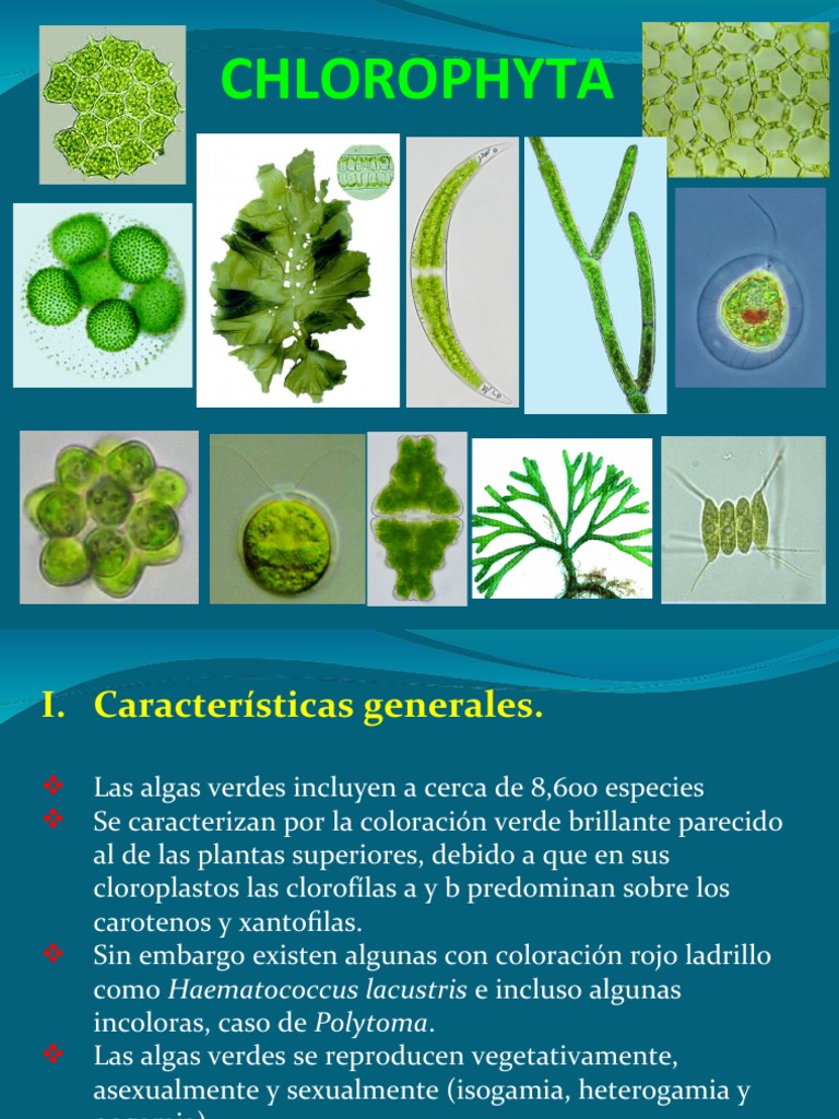 División Chlorophyta | PDF