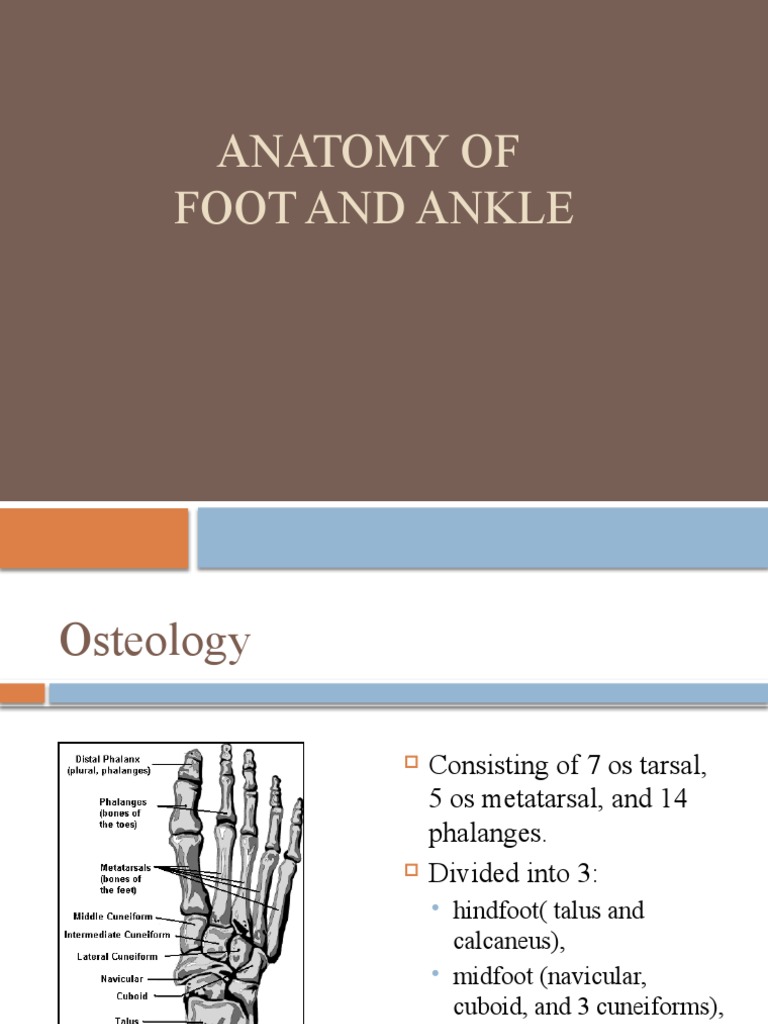Anatomy Foot and Ankle | Download Free PDF | Foot | Ankle