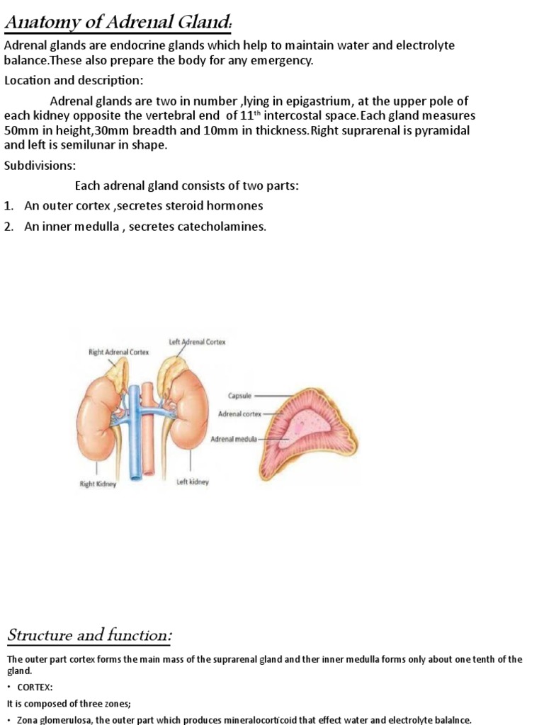 Anatomy of Adrenal Gland | PDF