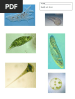 Microscopy Euglena | PDF