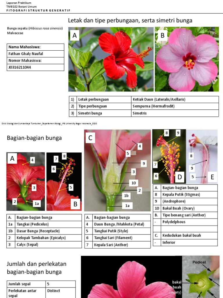 Struktur dan Simetri Bunga Tumbuhan | PDF