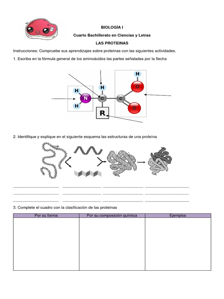 Hoja De Trabajo Sobre El Proceso Del Adn A La Proteína